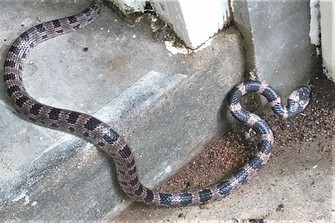 'Phantom' snake found on western Japan mountain - The Mainichi