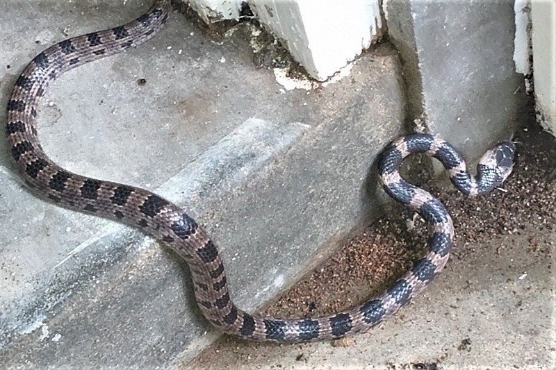 'Phantom' snake found on western Japan mountain - The Mainichi