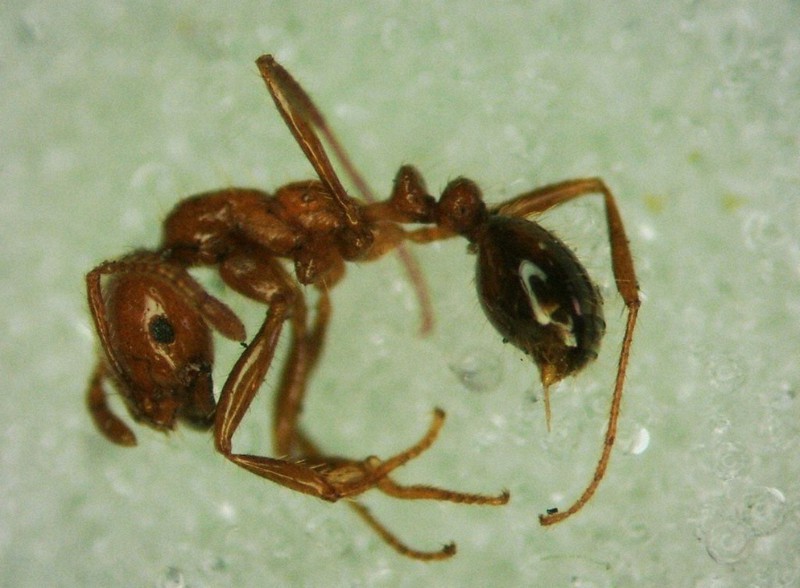 Venomous fire ants seen for 1st time in northeast Japan - The Mainichi