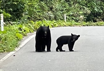 Bear-inflicted injuries set record pace in Japan, may rise further ...