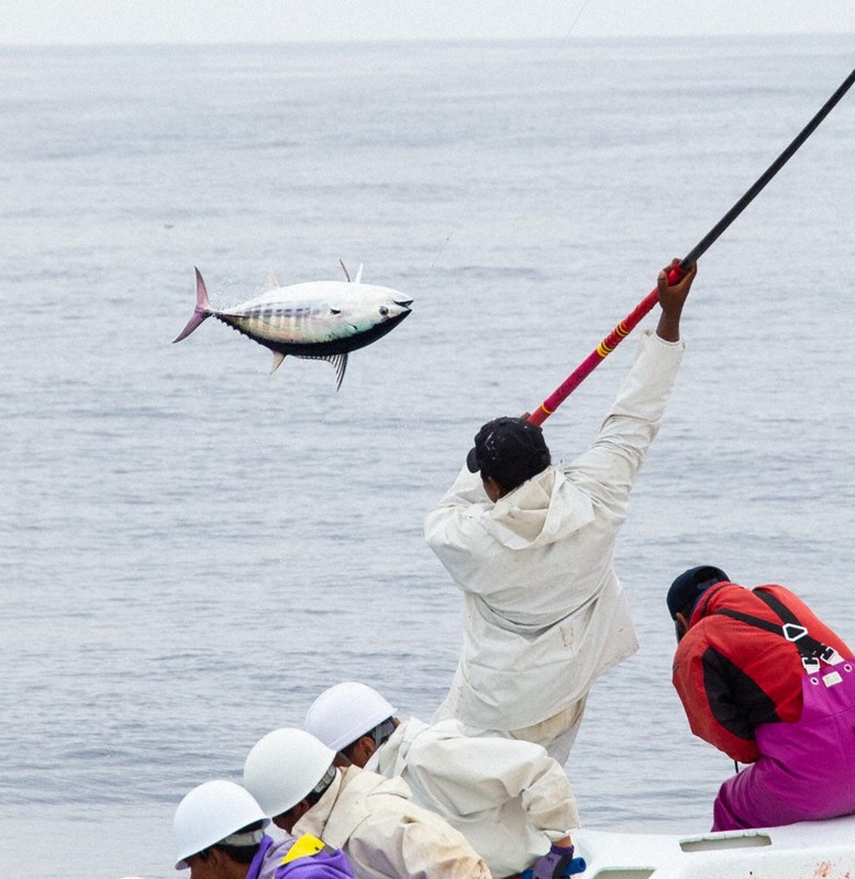 Japan Trivia: Miyazaki Pref. hooks top spot for inshore pole-and-line ...