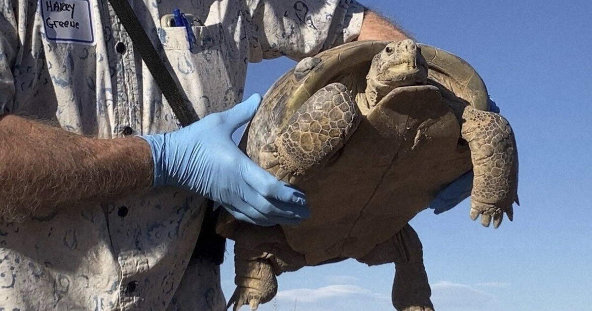 Biologists in slow and steady race to help North America's largest and ...