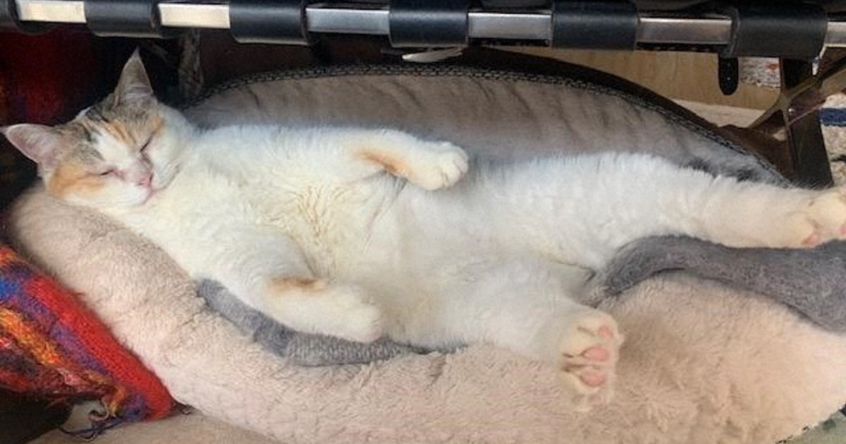 Japan pet snack market expanding with ever-growing treat selection ...