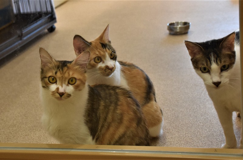 No-kill record threatened in Japan pref. as shelter cat numbers remain ...