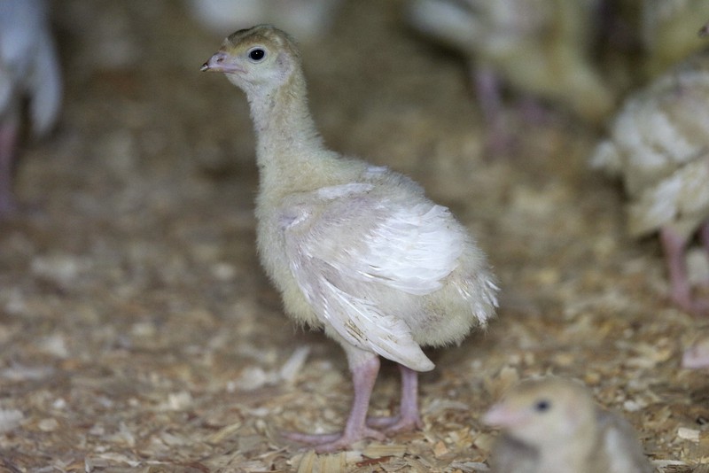 Deadly bird flu reappears in US commercial poultry flocks in Utah and ...