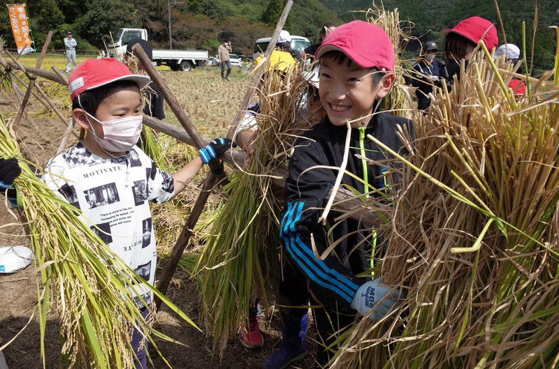 Children harvest rice in Japan town to help build school in Cambodia ...