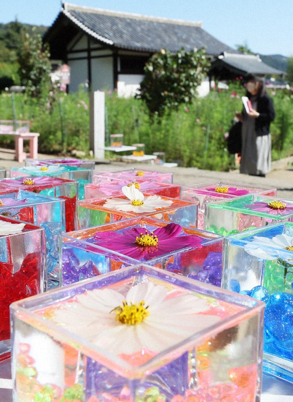 In Photos: Vividly colored 'cosmos cubes' adorn Japan temple grounds ...