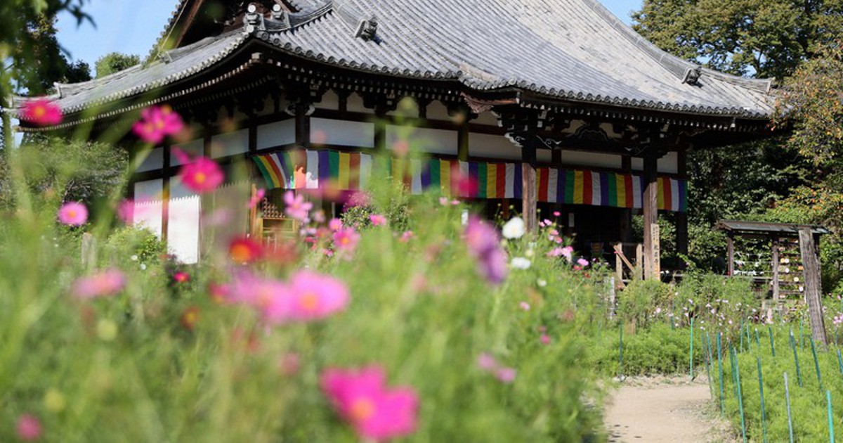 In Photos: Vividly colored 'cosmos cubes' adorn Japan temple grounds ...