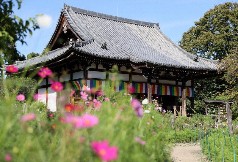 In Photos: Vividly colored 'cosmos cubes' adorn Japan temple grounds ...