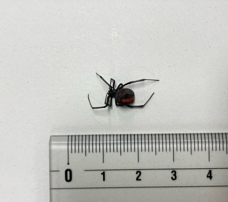 100 venomous spiders found at school in southwest Japan, sports day ...