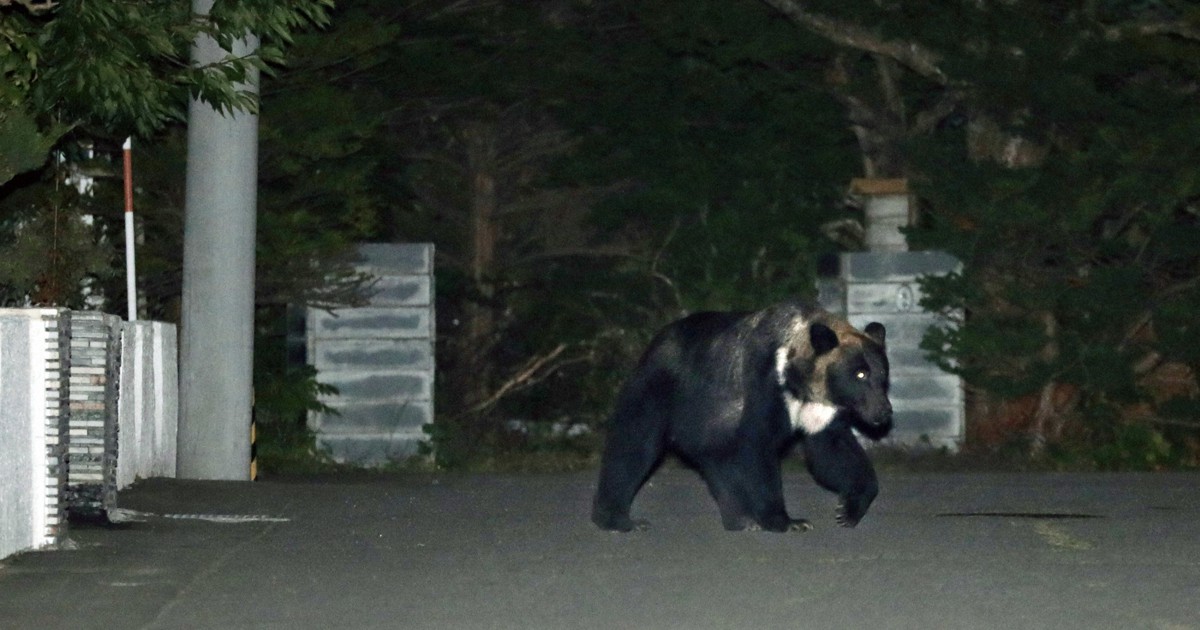 Action needed over 'unprecedented' annual pace of bear attacks in Japan ...