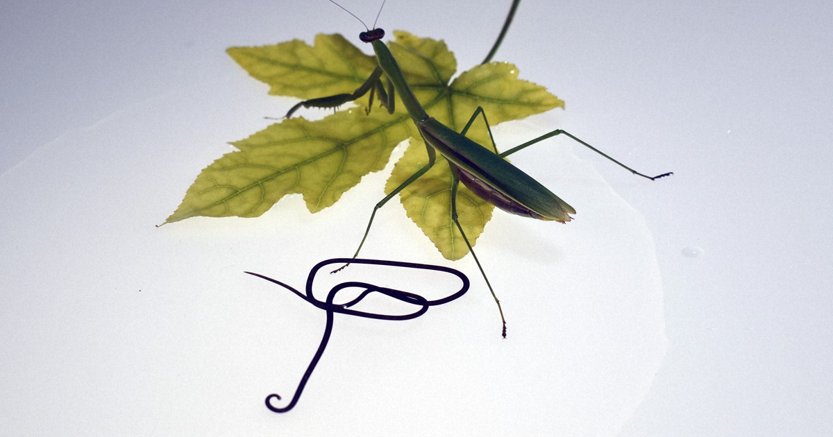 Parasitic worms use genes taken from mantises to manipulate them: Japan ...