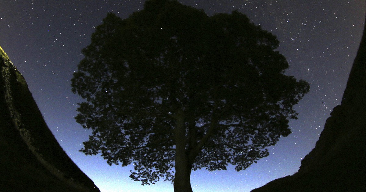 2 men arrested in an investigation into a famous tree that was felled ...