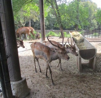Deer at shelter in Nara Park malnourished, kept in poor conditions ...