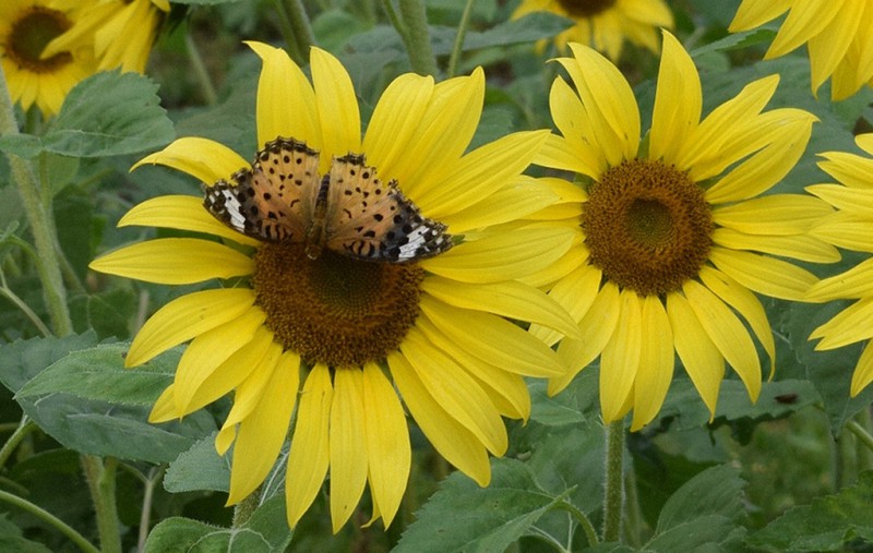 Japan Photo Journal: Late fall sunflowers at peak in southwest Japan ...