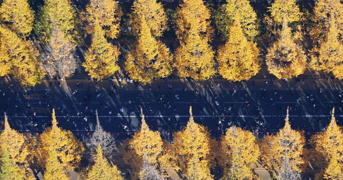 In Photos: Ginkgo trees' golden fall foliage shines in central Tokyo ...