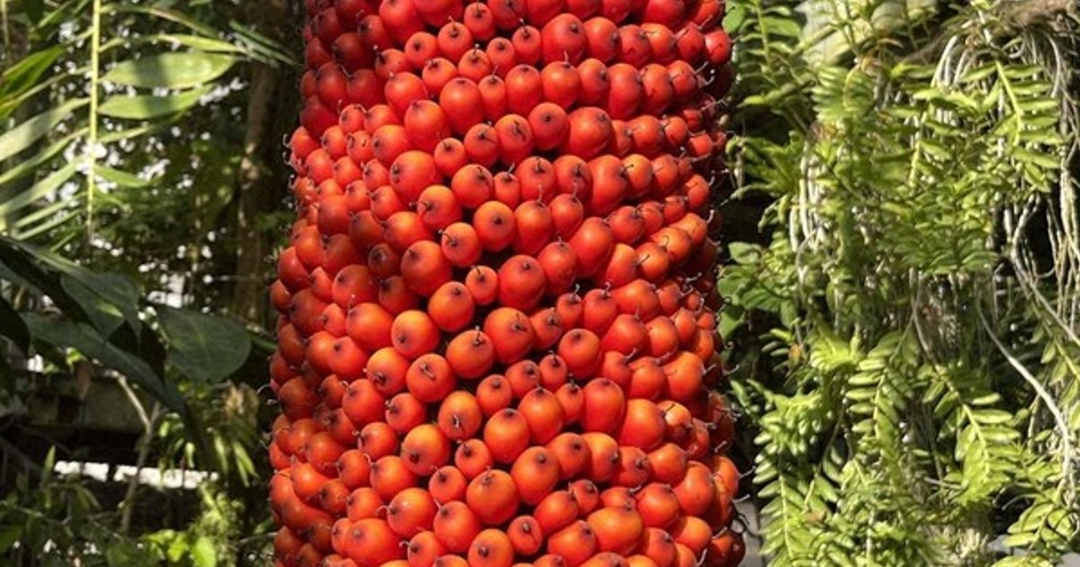 In Photos: Huge 'titan arum' plant in Ibaraki Pref. bears fruit for 1st ...