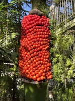 In Photos: Huge 'titan arum' plant in Ibaraki Pref. bears fruit for 1st ...