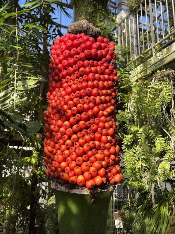 In Photos: Huge 'titan arum' plant in Ibaraki Pref. bears fruit for 1st ...