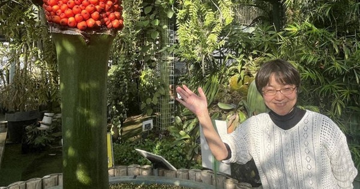 In Photos: Huge 'titan arum' plant in Ibaraki Pref. bears fruit for 1st ...