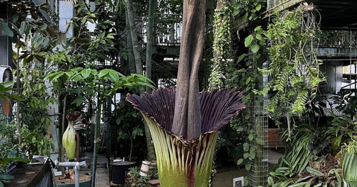 In Photos: Huge 'titan arum' plant in Ibaraki Pref. bears fruit for 1st ...