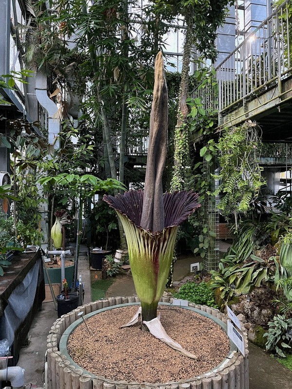 In Photos: Huge 'titan arum' plant in Ibaraki Pref. bears fruit for 1st ...