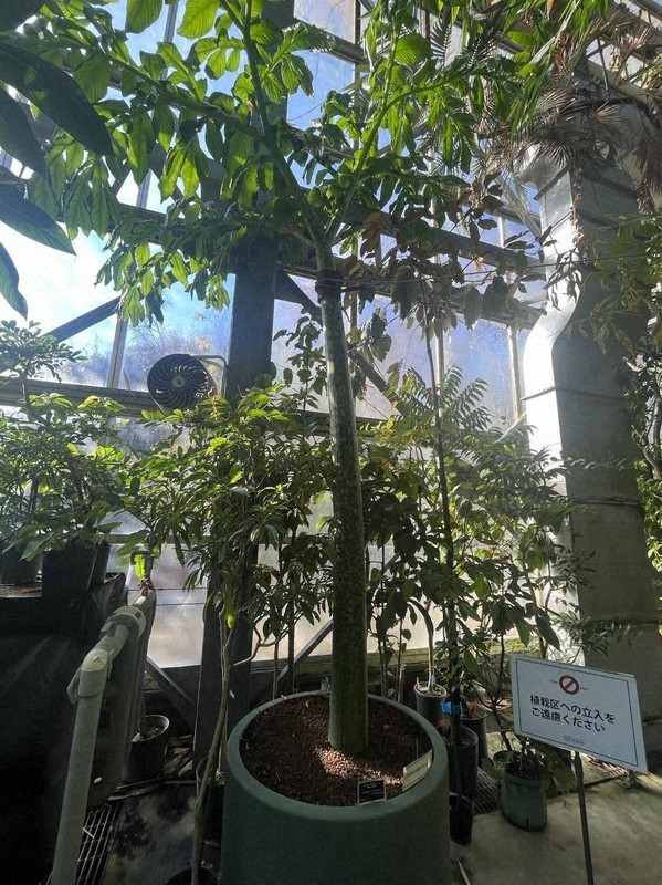 In Photos: Huge 'titan arum' plant in Ibaraki Pref. bears fruit for 1st ...