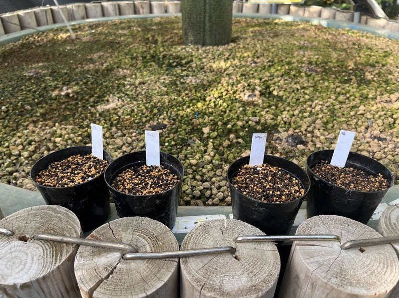 In Photos: Huge 'titan arum' plant in Ibaraki Pref. bears fruit for 1st ...