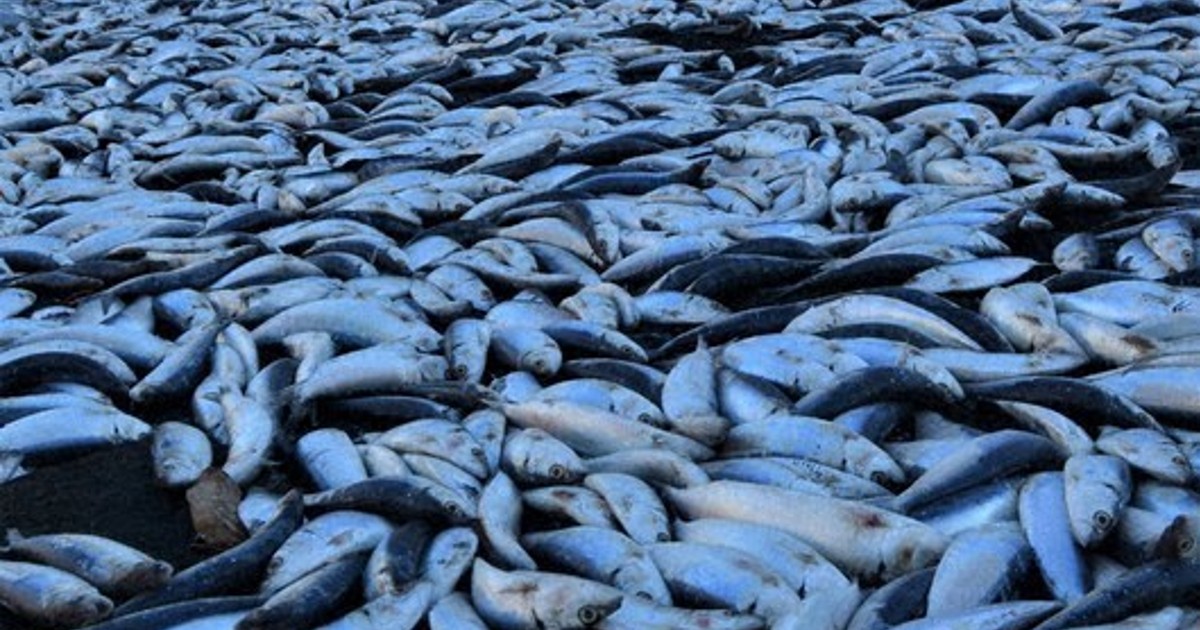 'Never seen before': Massive quantities of sardines wash up dead at ...