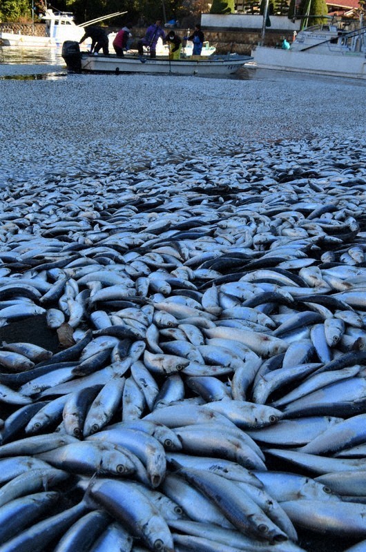 Our 5 most read stories from Dec. 9 to 17, 2023 - The Mainichi