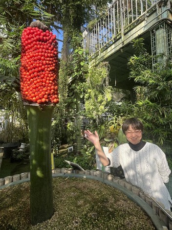 Enormous 'corpse flower' at botanical garden bears fruits for 1st time ...