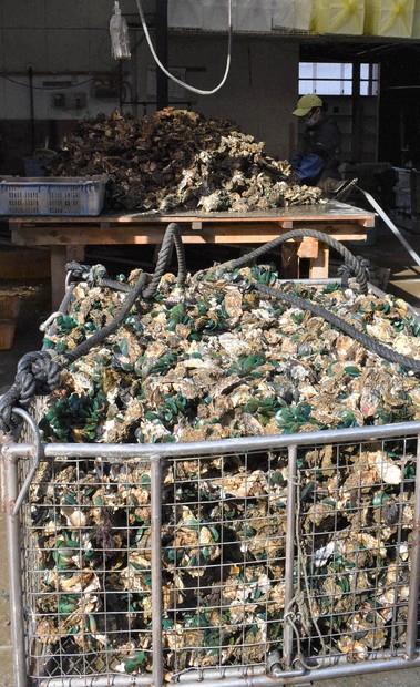 Mass die-offs hit major Japan oyster farming area; high sea temps a ...