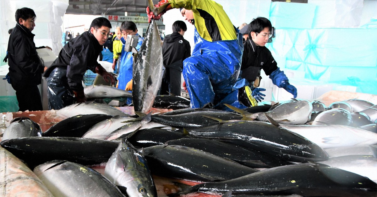 Largest amberjack haul in years arrives at Kyoto fish market to meet ...