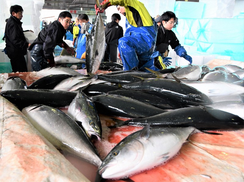 Largest amberjack haul in years arrives at Kyoto fish market to meet ...