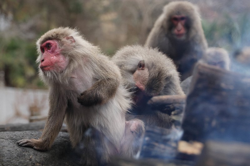 In Photos: Japan zoo's monkeys exhibit unusual bonfire-warming habit ...