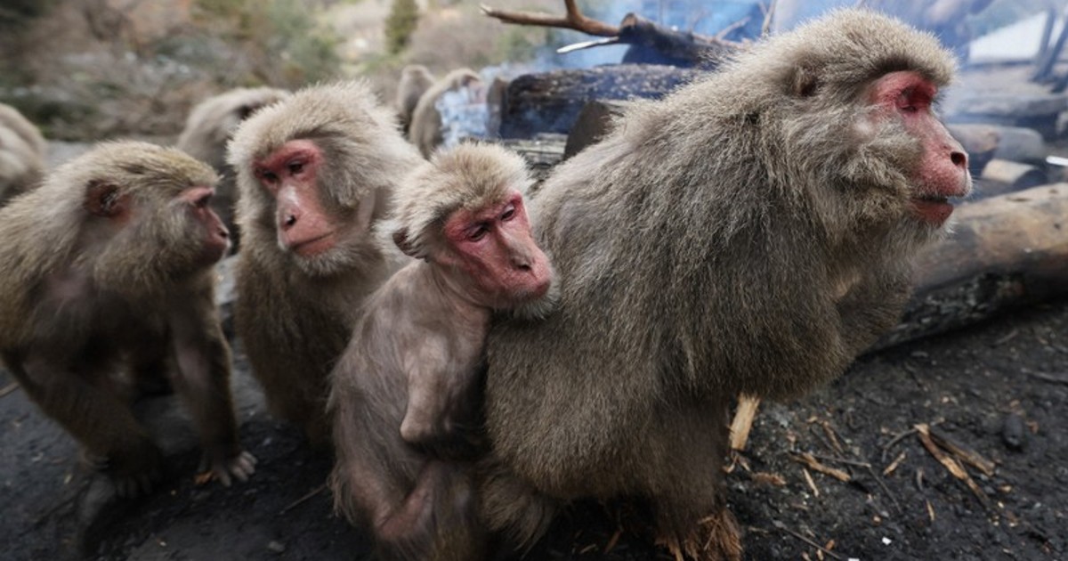 In Photos: Japan zoo's monkeys exhibit unusual bonfire-warming habit ...