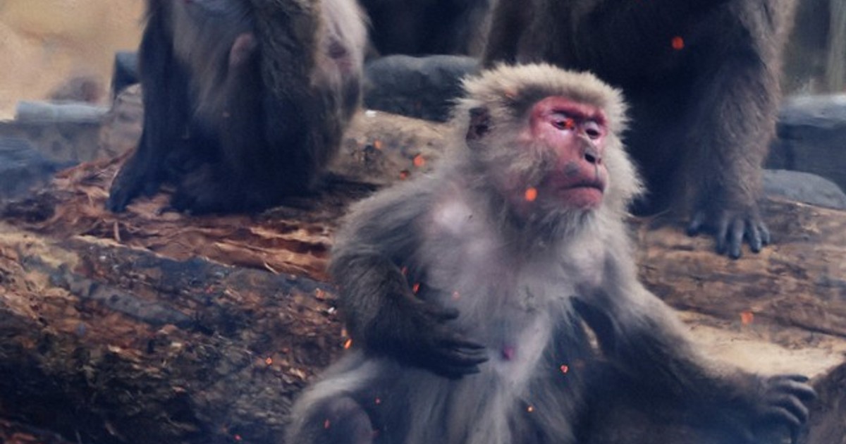 In Photos: Japan zoo's monkeys exhibit unusual bonfire-warming habit ...