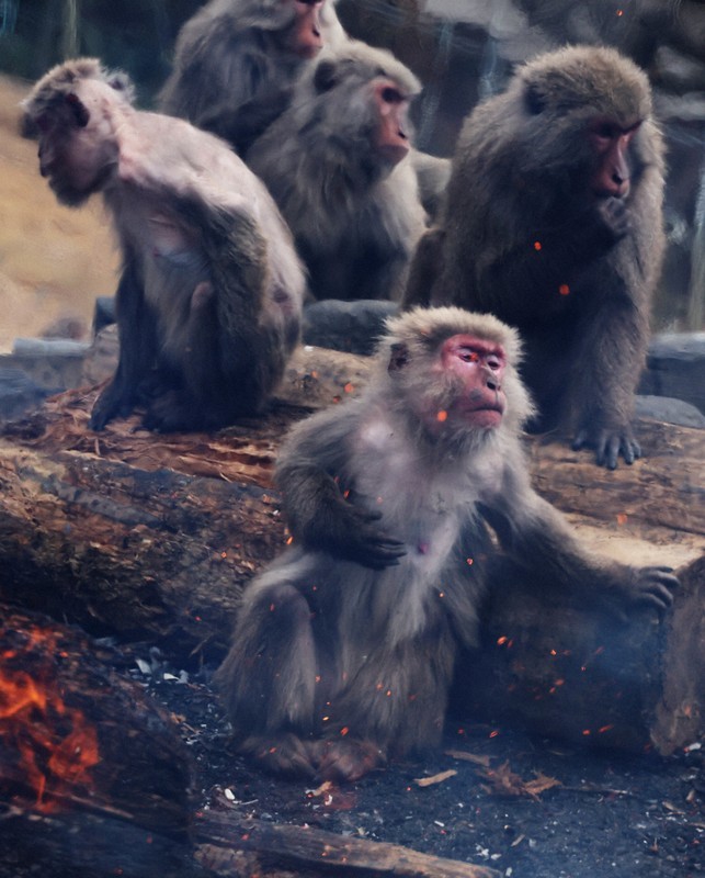 In Photos: Japan zoo's monkeys exhibit unusual bonfire-warming habit ...