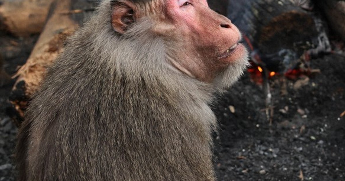 In Photos: Japan zoo's monkeys exhibit unusual bonfire-warming habit ...