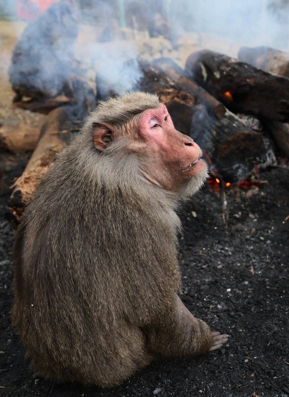 In Photos: Japan zoo's monkeys exhibit unusual bonfire-warming habit ...