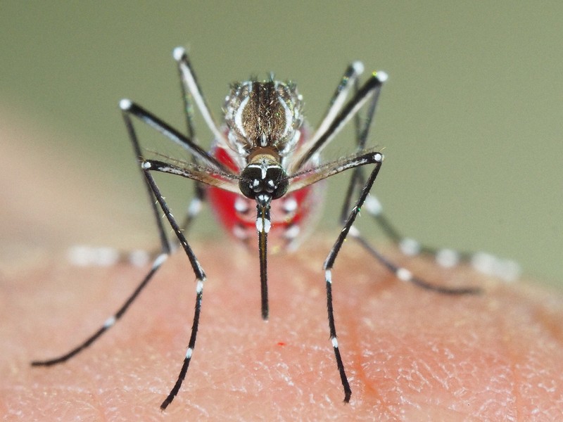 Climate change suspected factor as Japan dengue outbreak hits record 5 ...