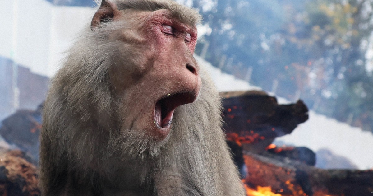 'Monkeys by the bonfire' winter tradition opens at central Japan zoo ...