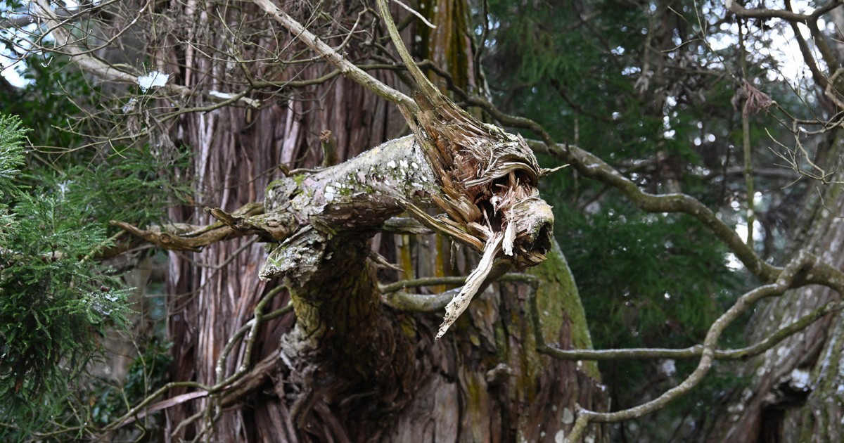 'Ascending dragon' on 800-yr-old sacred cedar tree draws visitors to ...