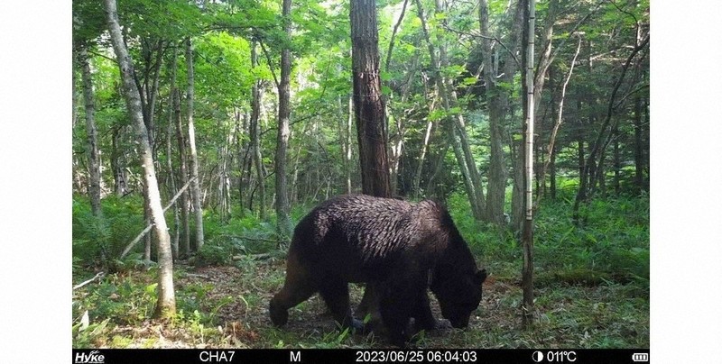 2023 Rewind: From brutal bears to tick troubles, Japan's astonishing ...