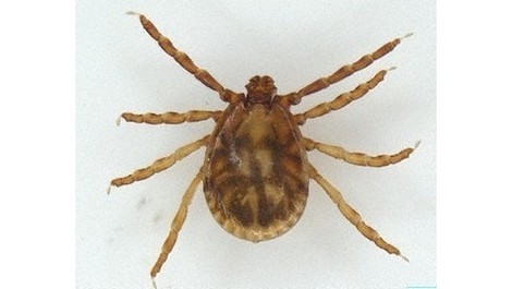 2023 Rewind: From brutal bears to tick troubles, Japan's astonishing ...