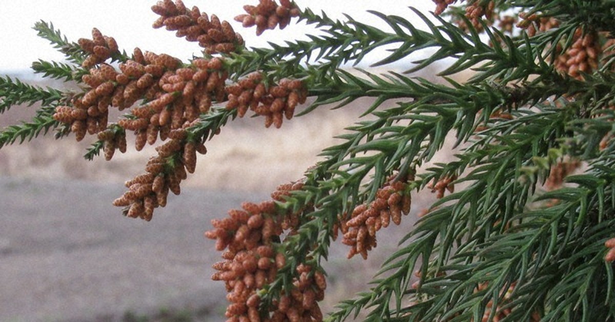 Japan to face average or lower cedar pollen levels in spring 2024 ...