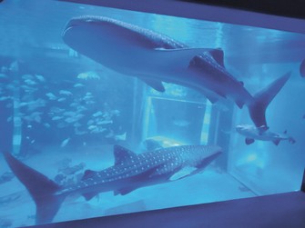 2 whale sharks at Japan aquarium die due to equipment failures ...