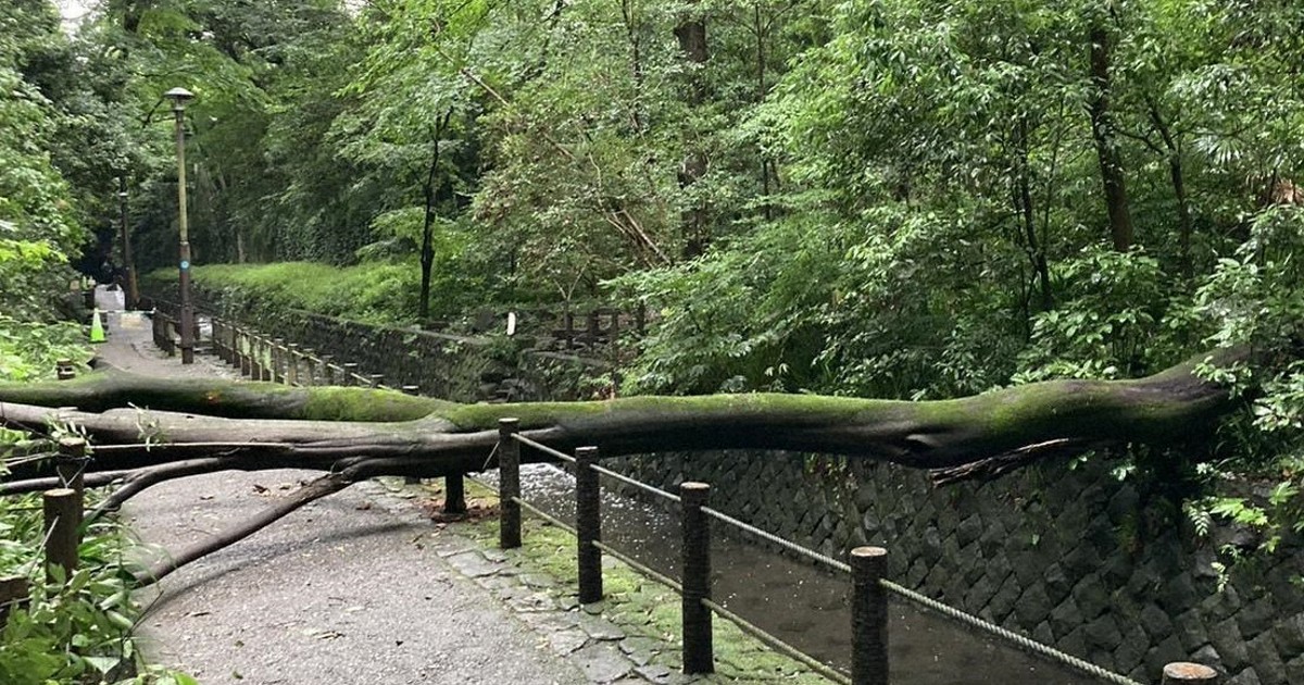 Popular ravine trail in Tokyo remains closed since 2023 due to threat ...