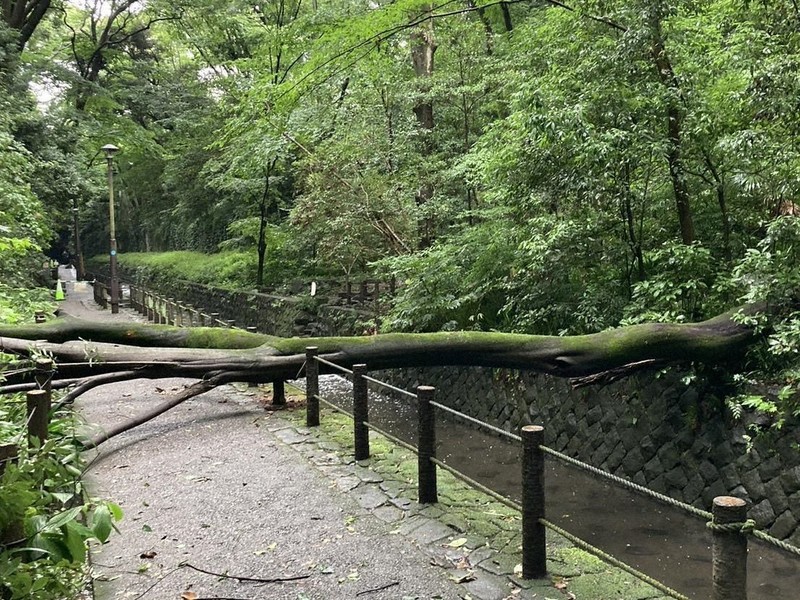 Popular ravine trail in Tokyo remains closed since 2023 due to threat ...