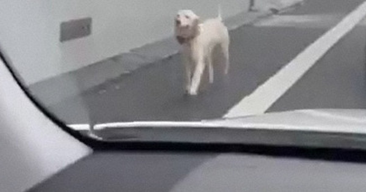 Dog wanders onto expressway in Osaka Pref., causing temporary traffic ...